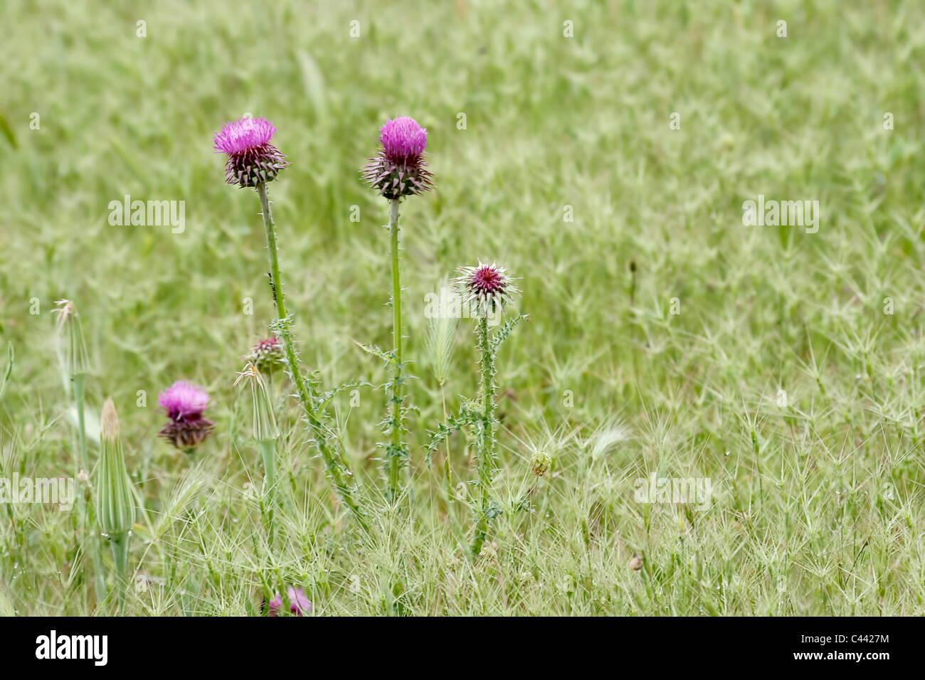 Purple spear thistles hi-res stock photography and images - Alamy