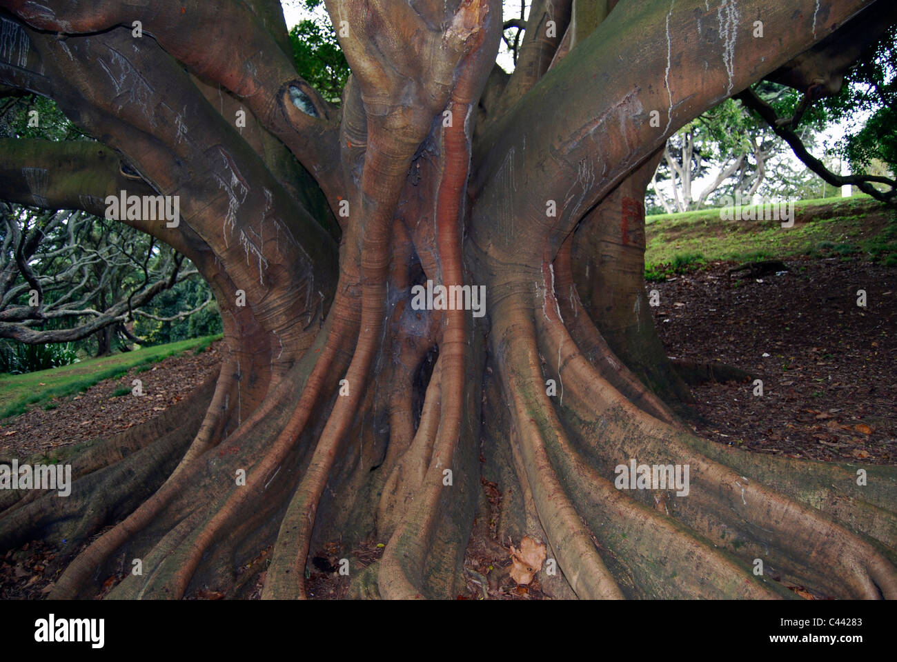 Morton bay fig tree hi-res stock photography and images - Alamy