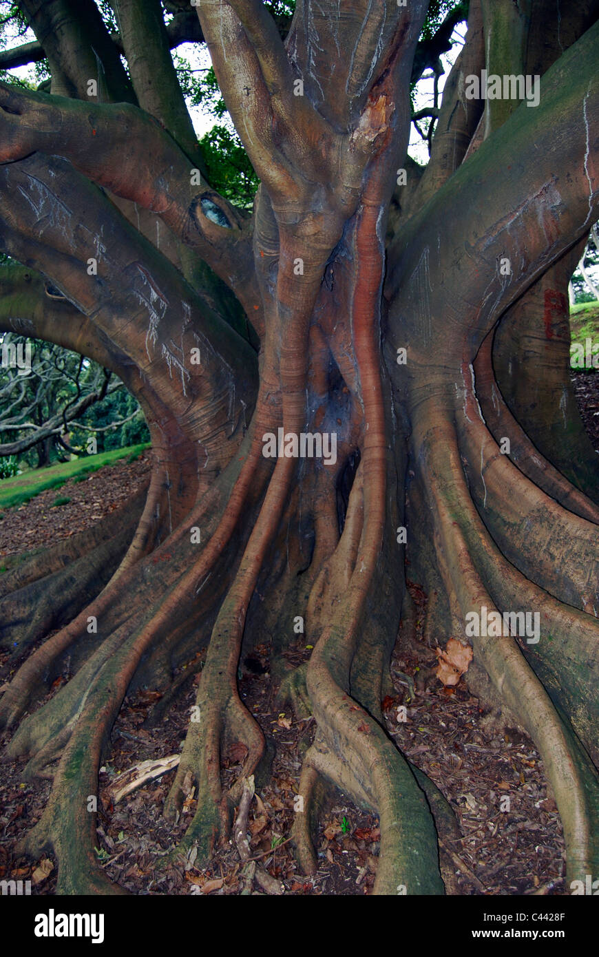 Morton bay fig tree hi-res stock photography and images - Alamy