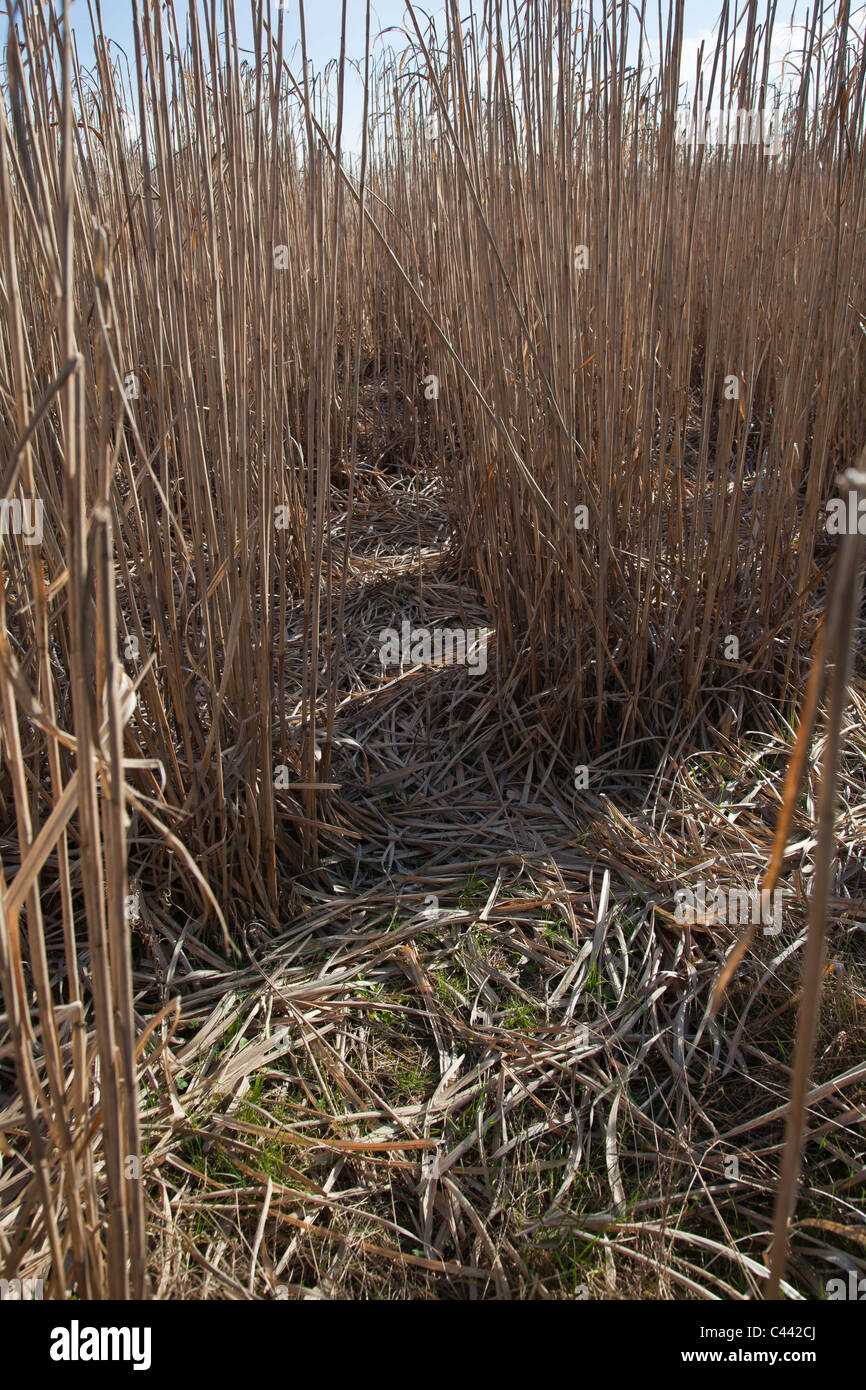 Reeds for thatching hi-res stock photography and images - Alamy