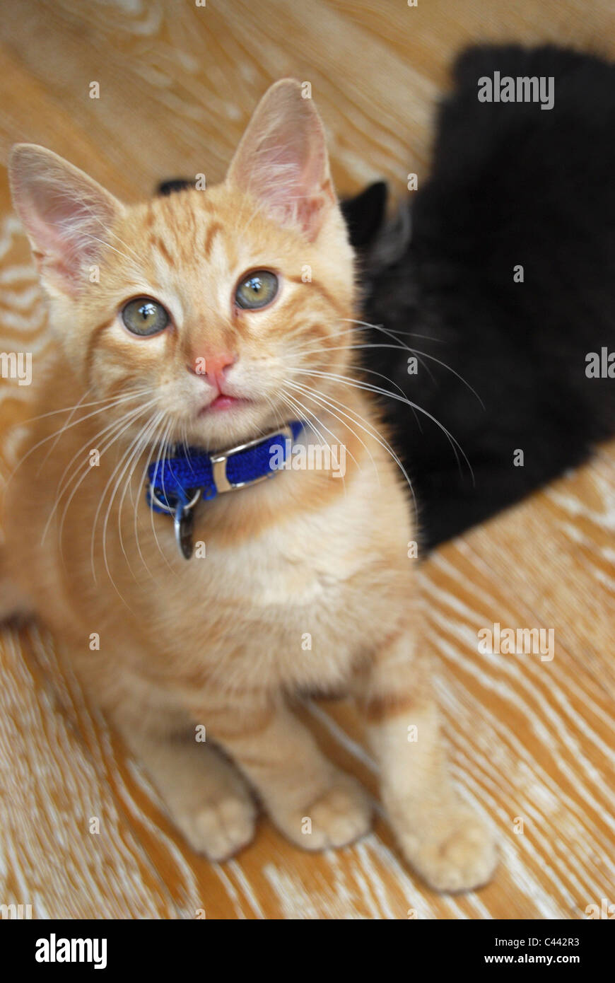 Small ginger kitten, big eyes Stock Photo - Alamy