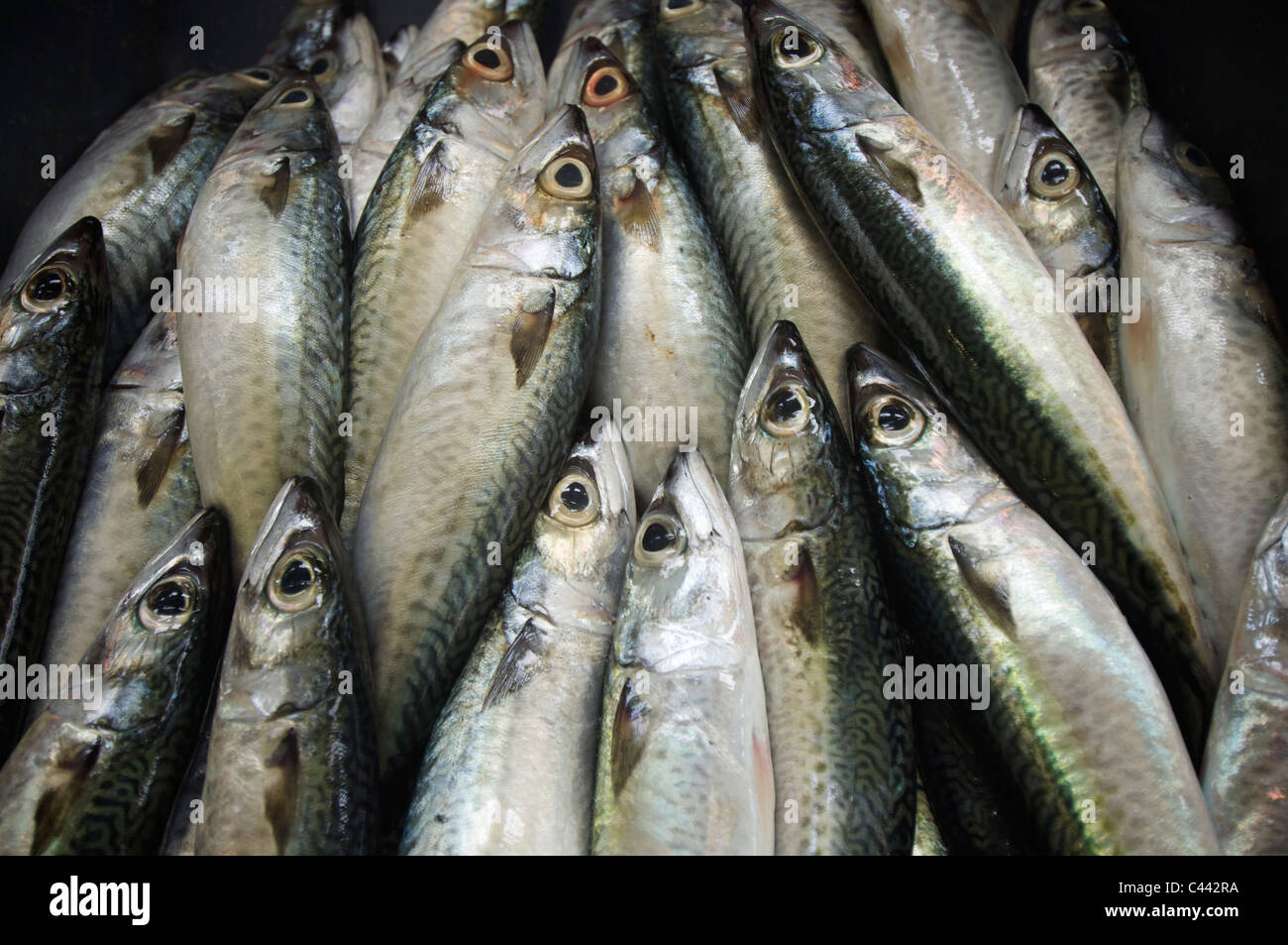 fresh fishes in a fish market Stock Photo - Alamy