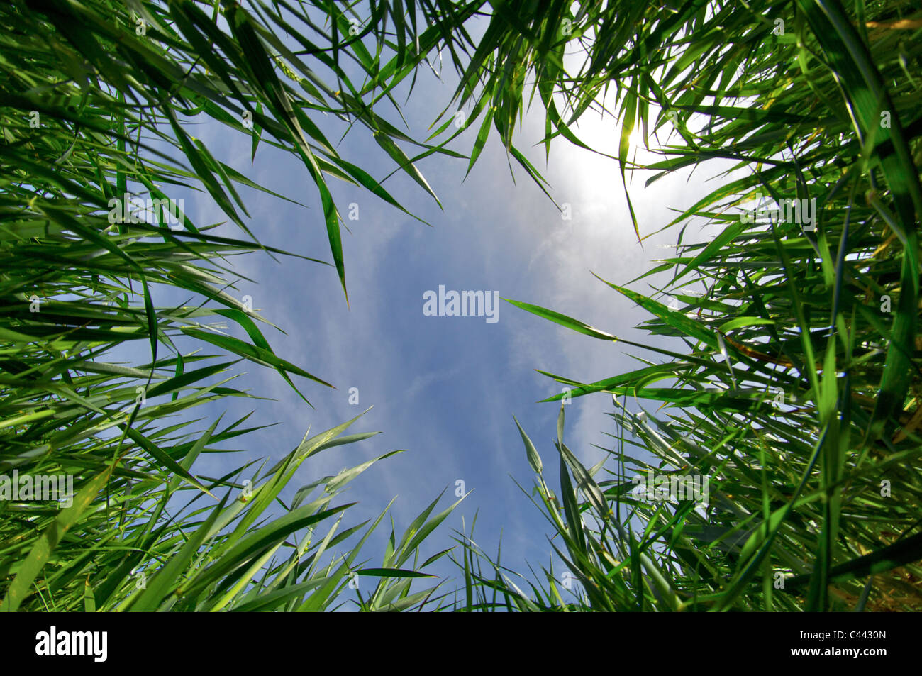 vision of an ant in a meadow Stock Photo - Alamy
