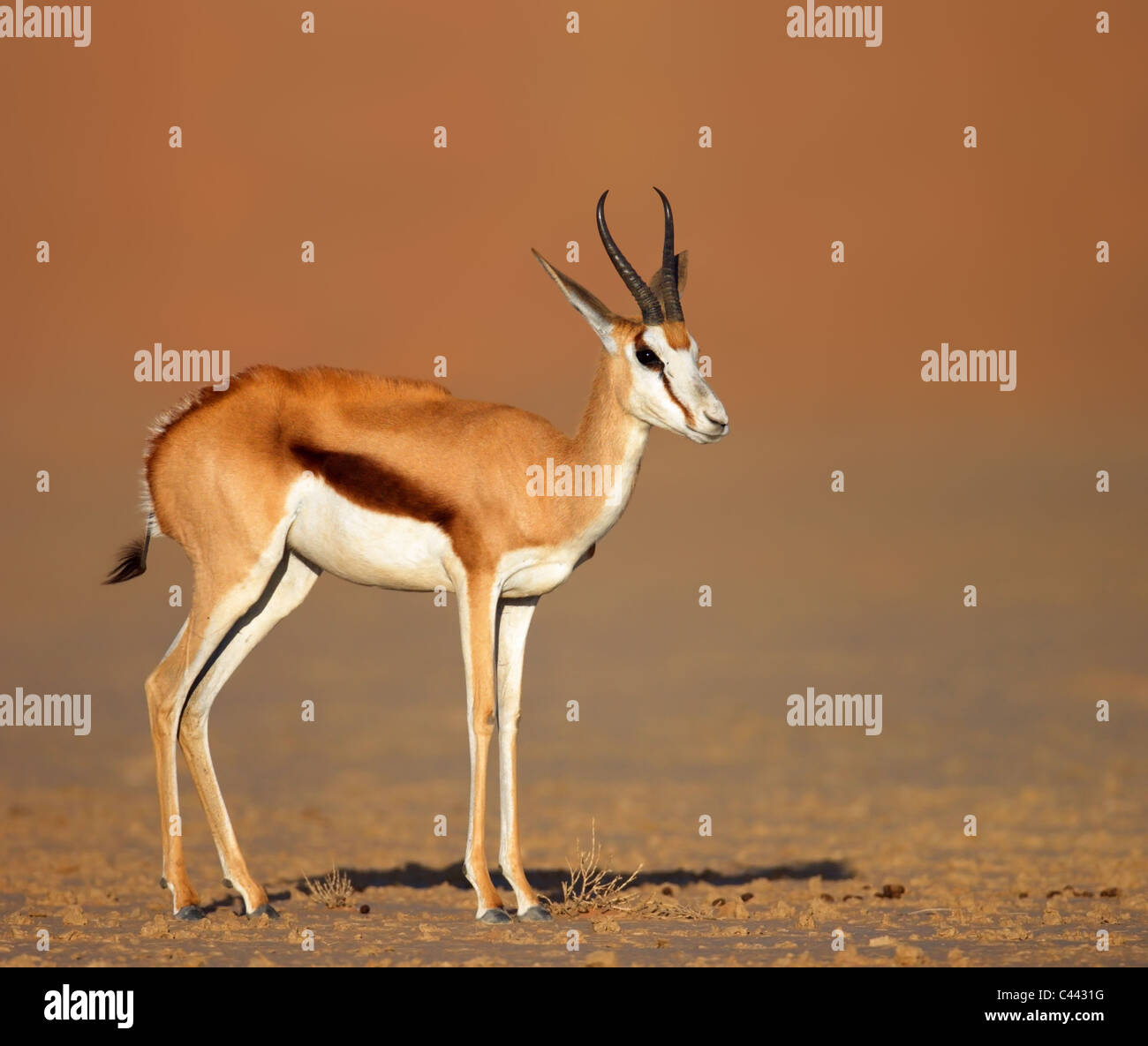 Springbok standing on the sandy plains of the kalahari desert ...