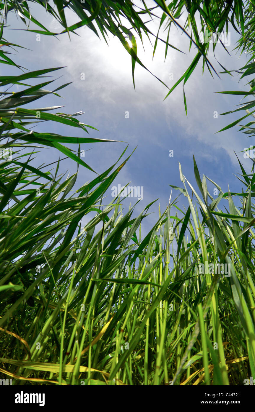 vision of an ant in a meadow Stock Photo - Alamy