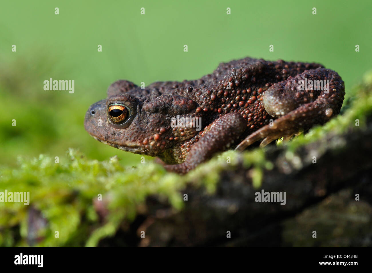 Pimples hi-res stock photography and images - Alamy