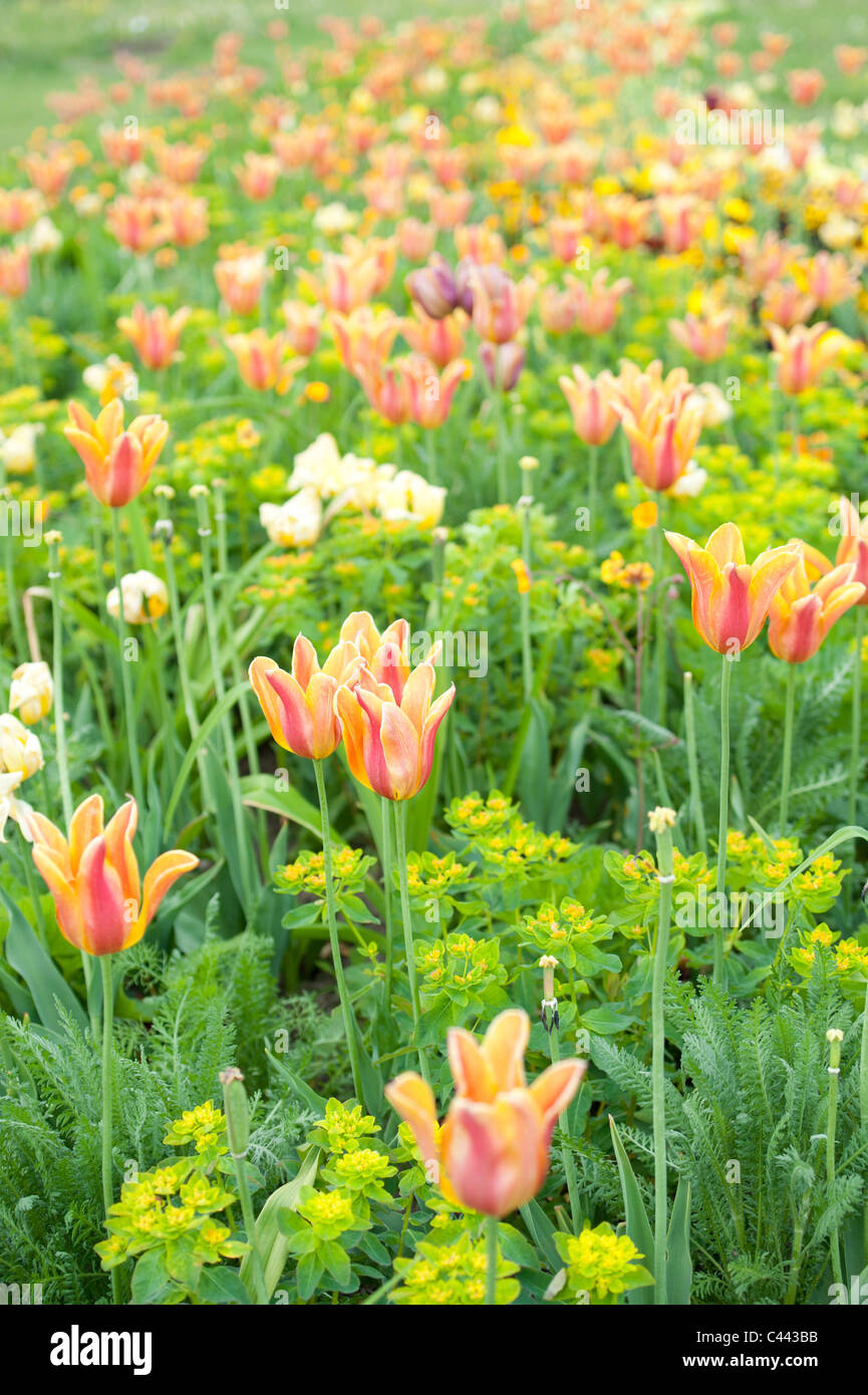 Colorful field of flowers Stock Photo - Alamy