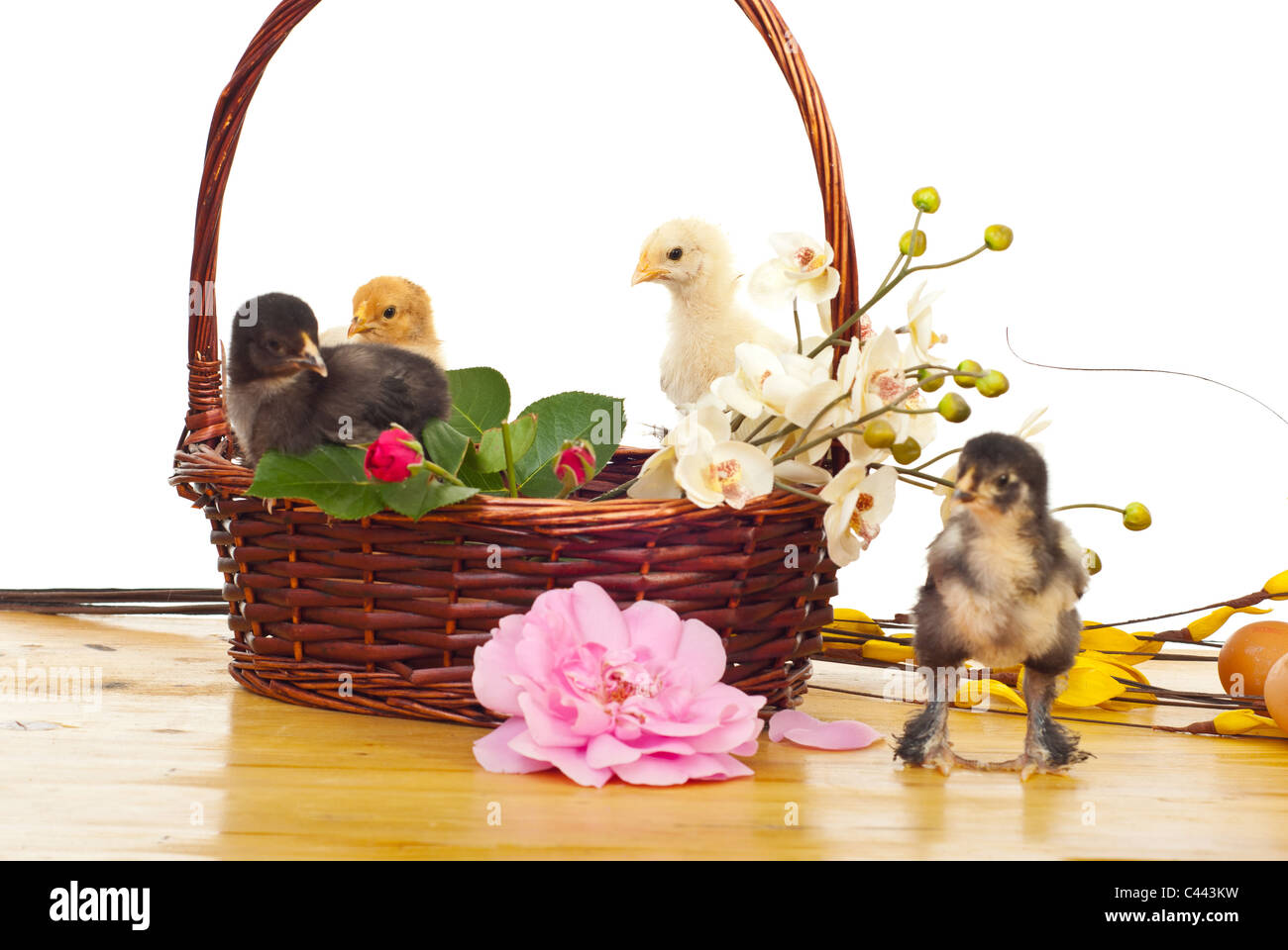 Little chicken in a basket with different flowers isolated on white ...