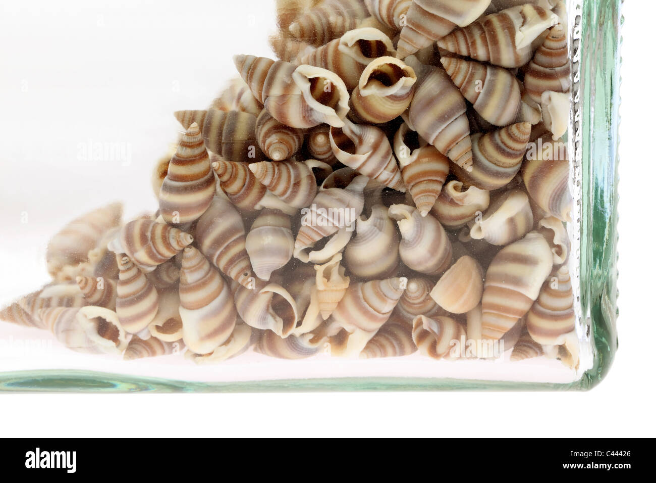 Close up of sea shells in a bottle Stock Photo - Alamy