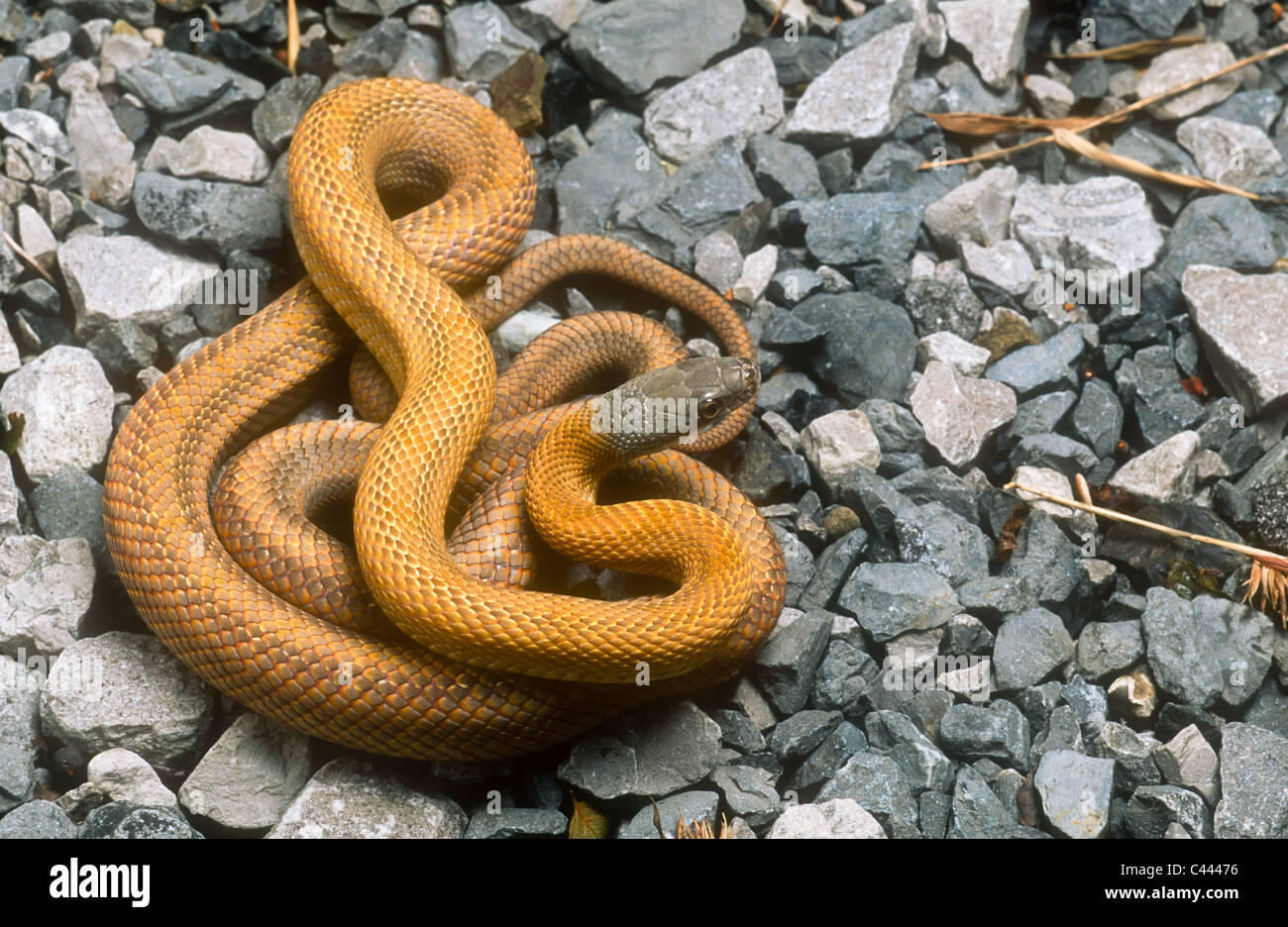 Mexican rat snake hi-res stock photography and images - Alamy