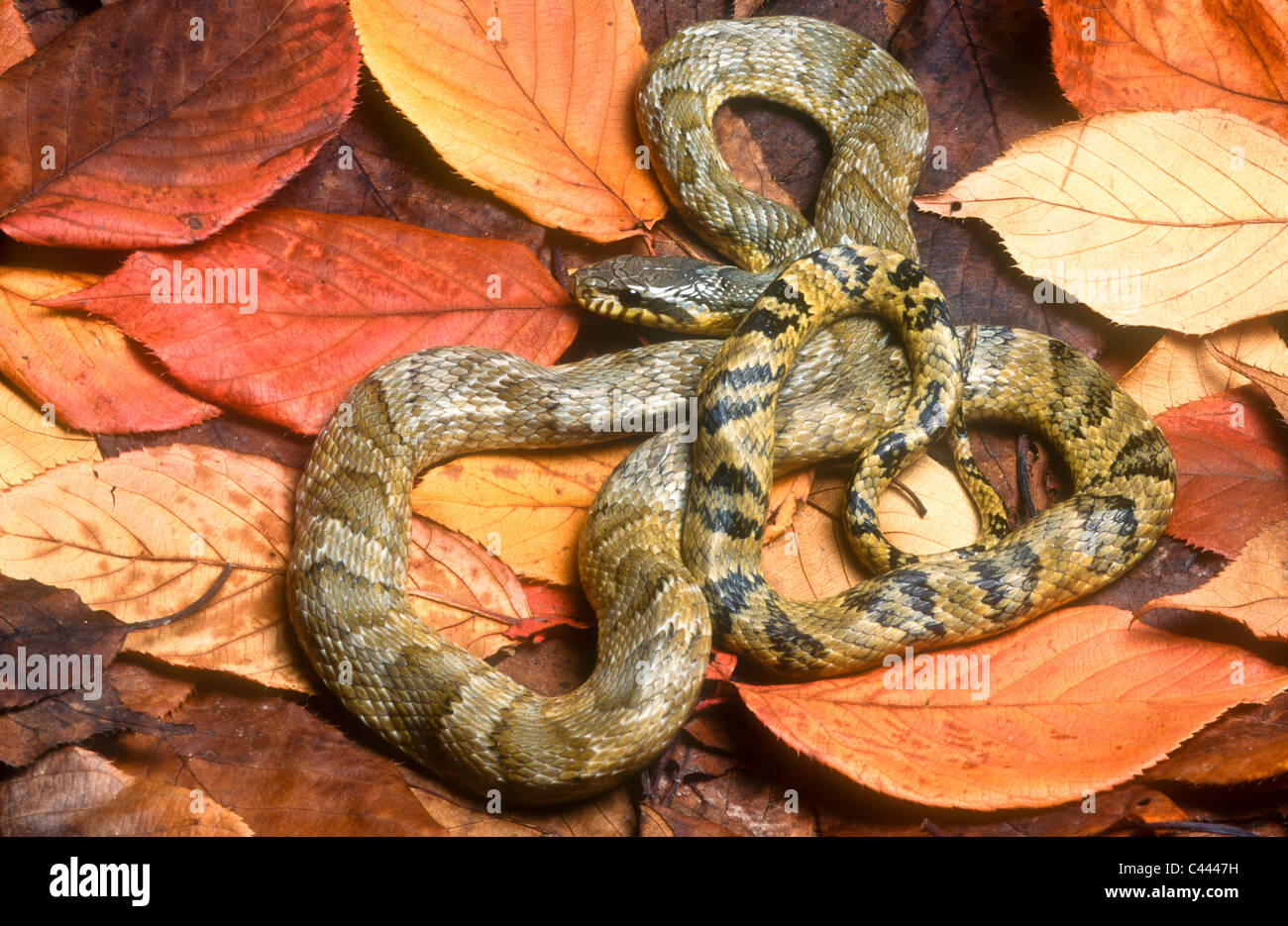 Amur rat snake hi-res stock photography and images - Alamy