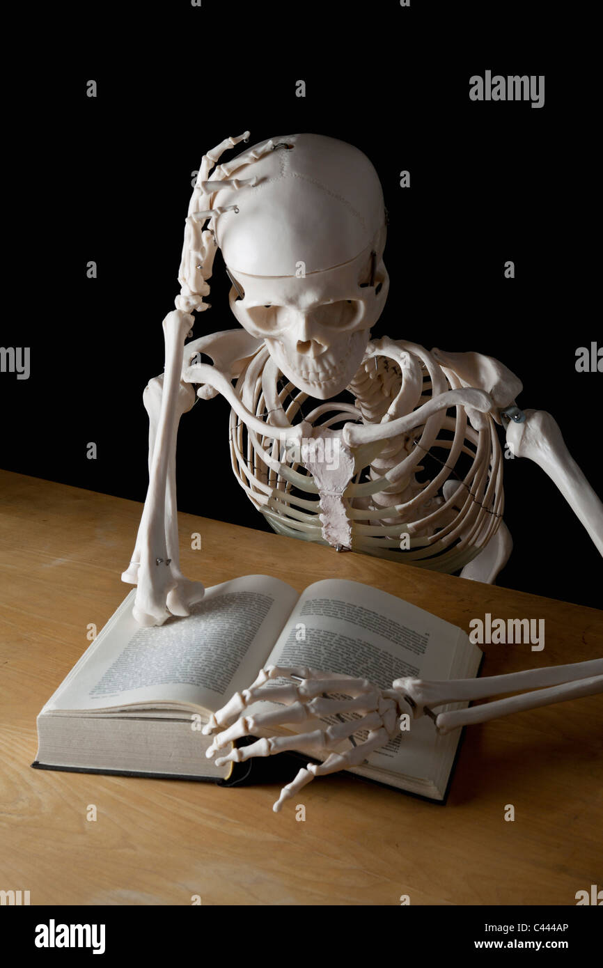 Human Skeleton Looking Up High High Resolution Stock Photography and ...