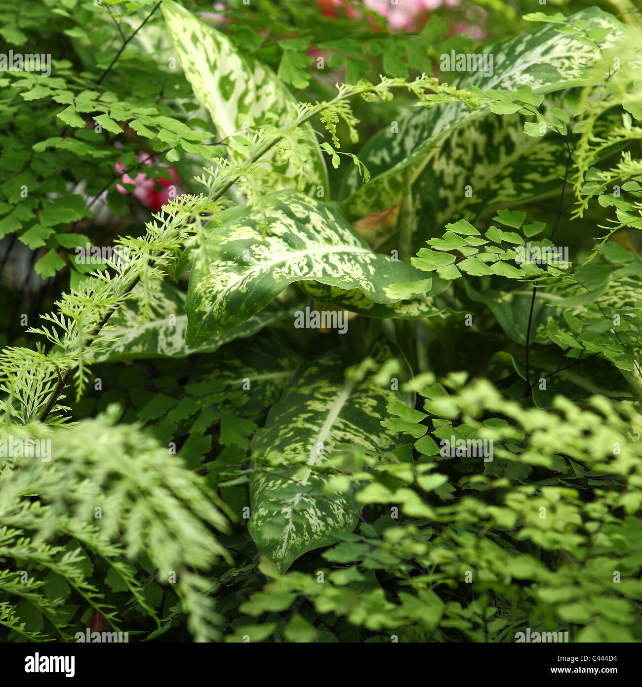 A tropical flora scene Stock Photo - Alamy