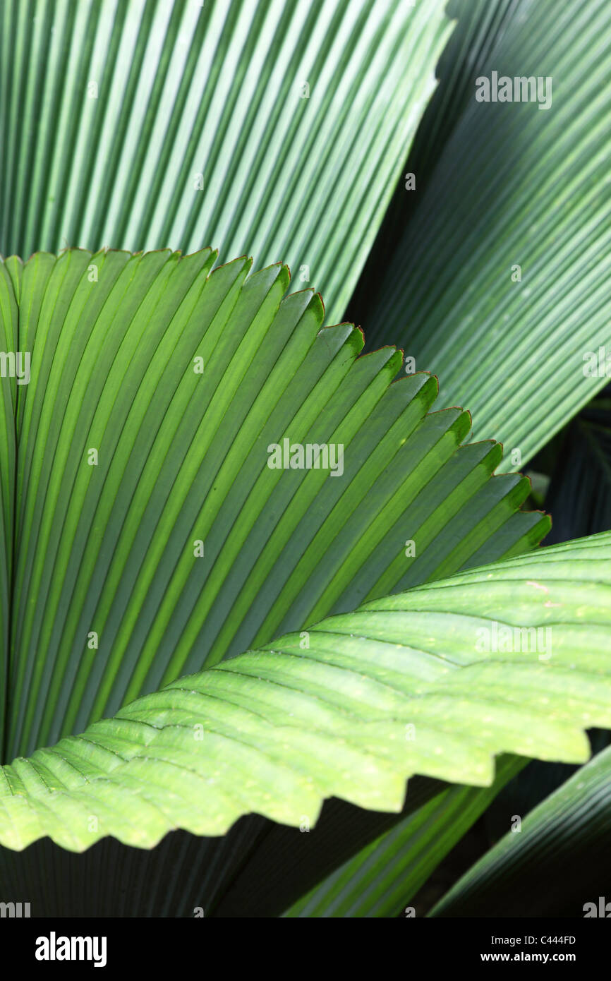 Tropical palm leaves Stock Photo - Alamy