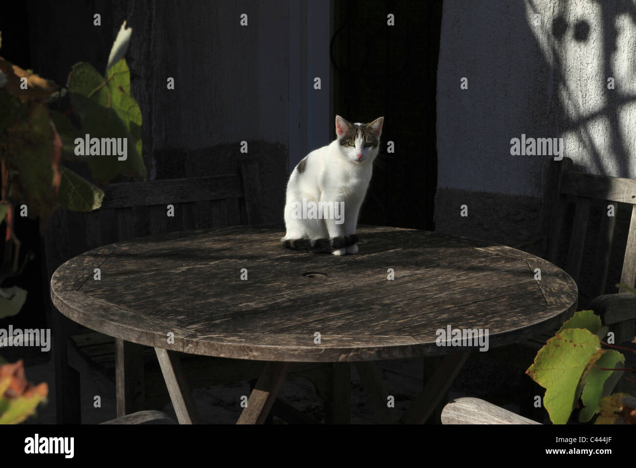 A cat sitting on a table, outdoors Stock Photo - Alamy