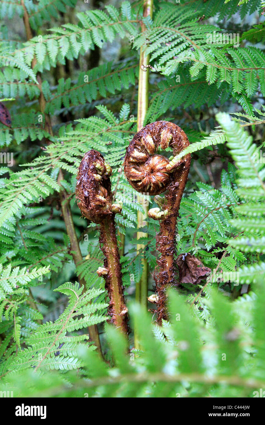 Tree fern fronds - Cyathea smithii, New Zealand Stock Photo - Alamy