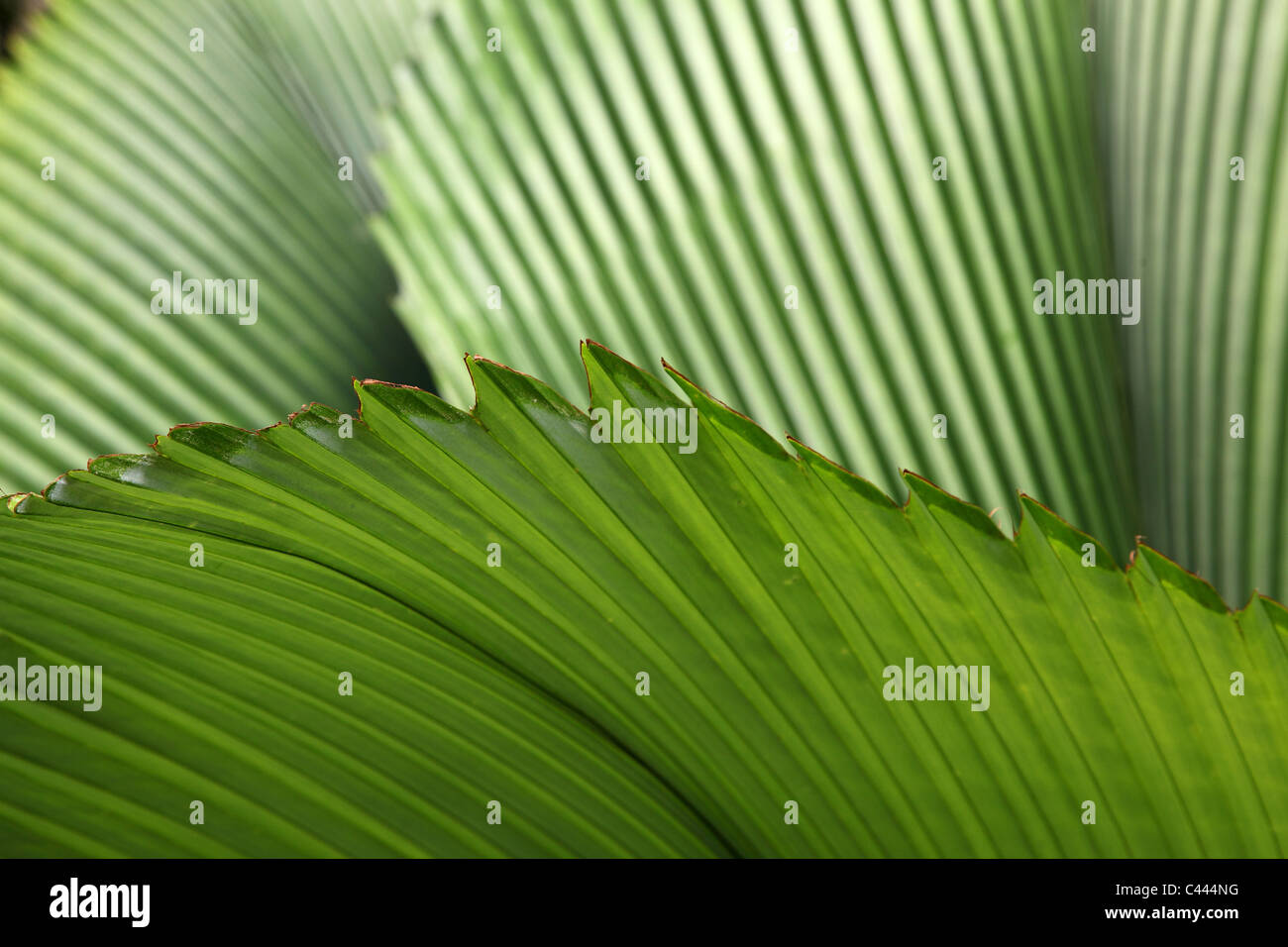 Tropical palm leaves Stock Photo - Alamy