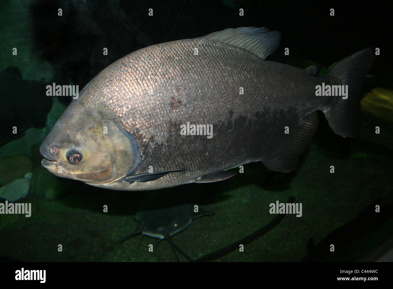 Fish fishes freshwater animal animals horizontal river aquarium aquaria ...