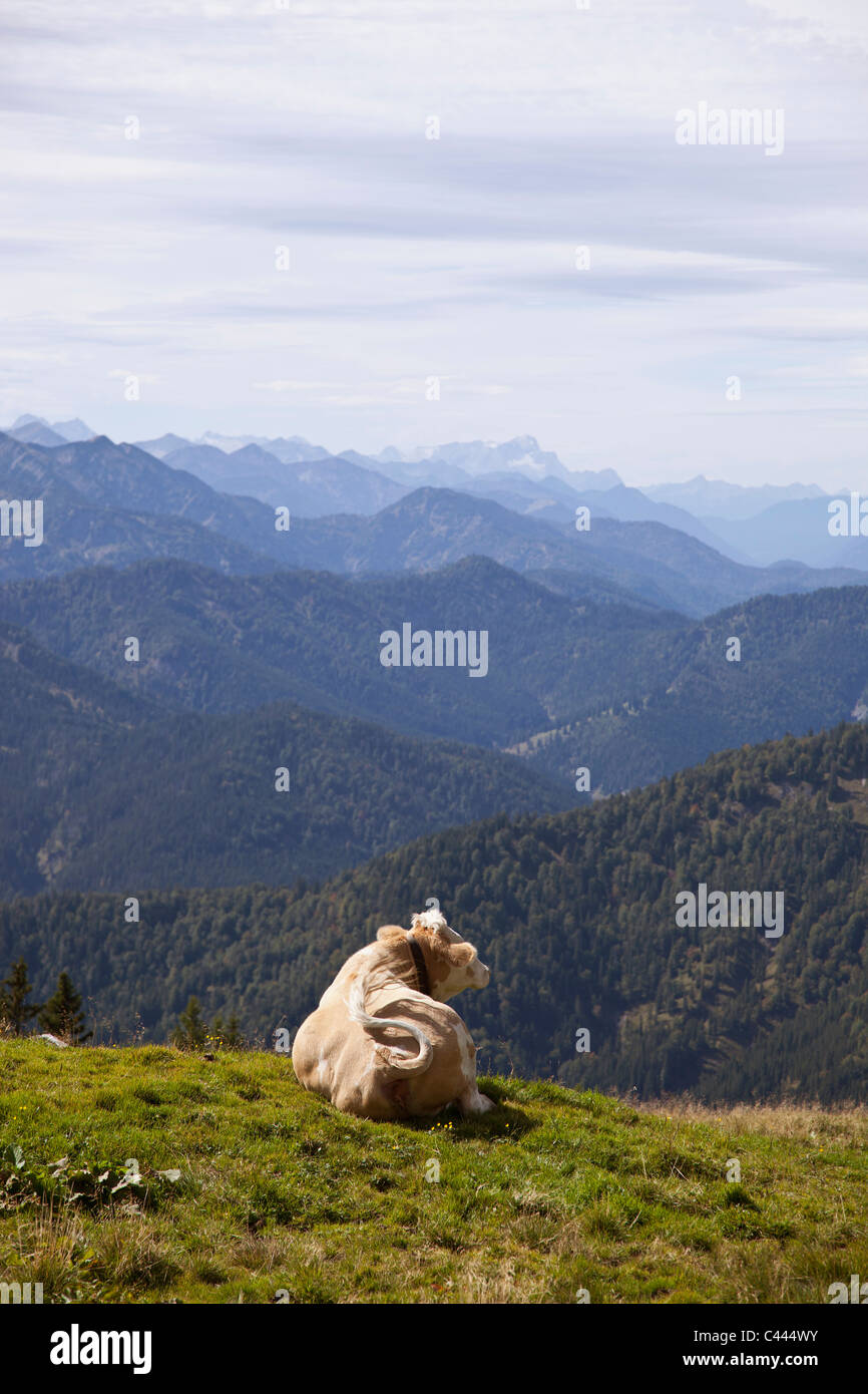 A cow on a mountain ledge Stock Photo - Alamy