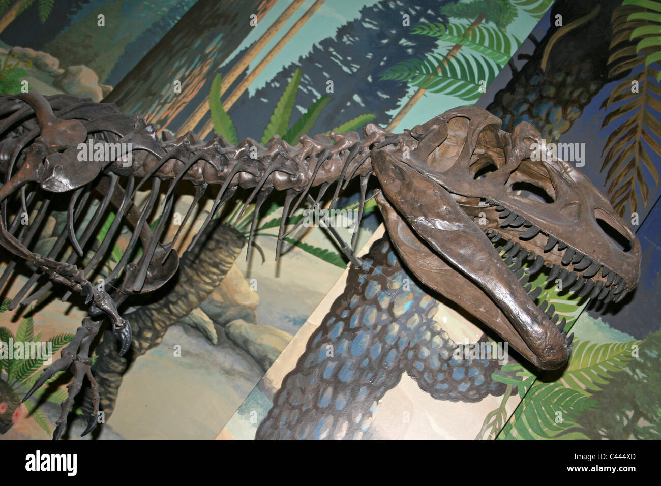 Allosaurus skull hi-res stock photography and images - Alamy