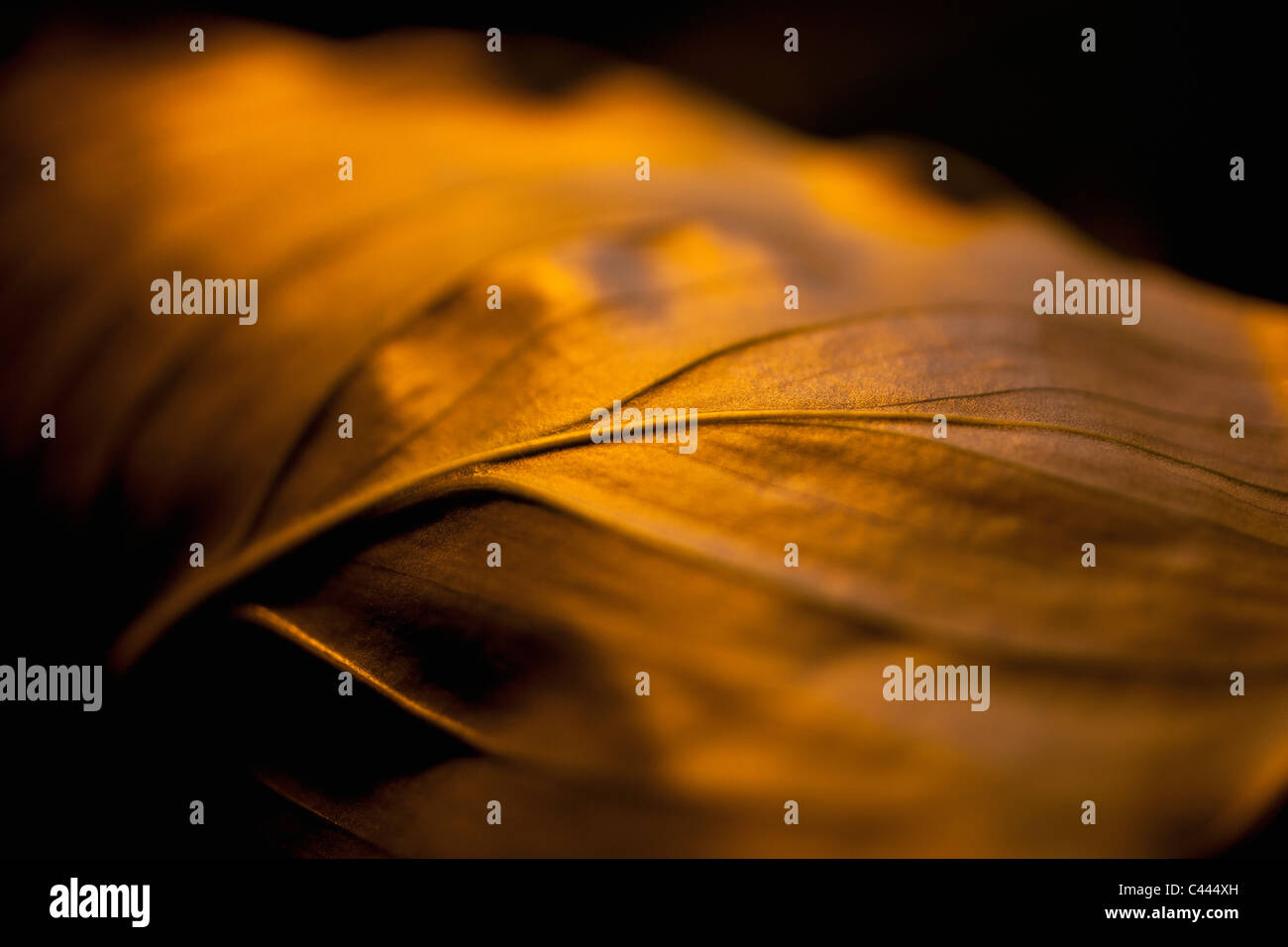 Detail of a dried leaf Stock Photo - Alamy