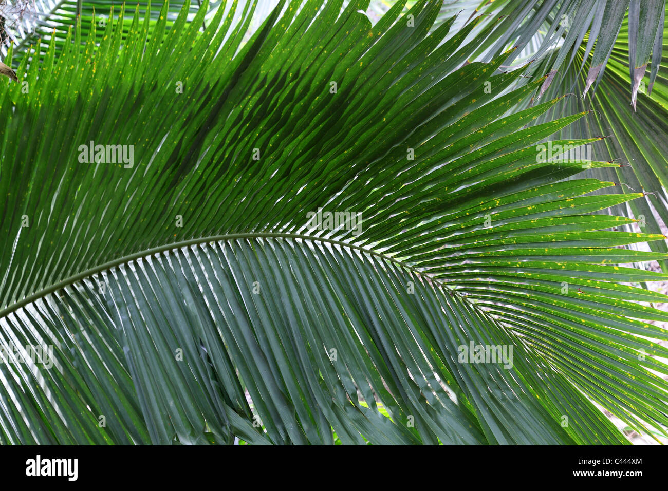 Tropical palm leaves Stock Photo - Alamy