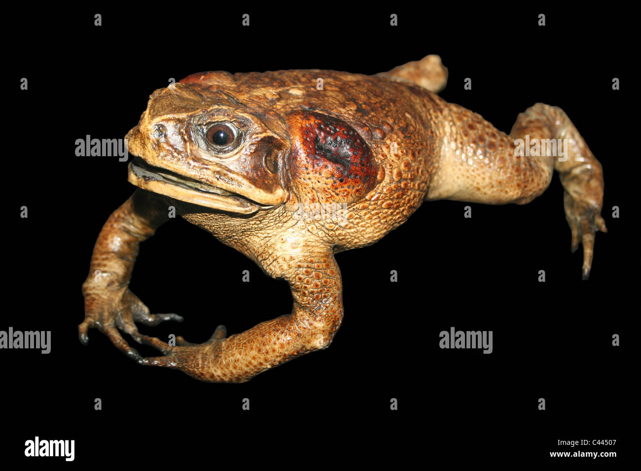 Taxidermy hi-res stock photography and images - Alamy