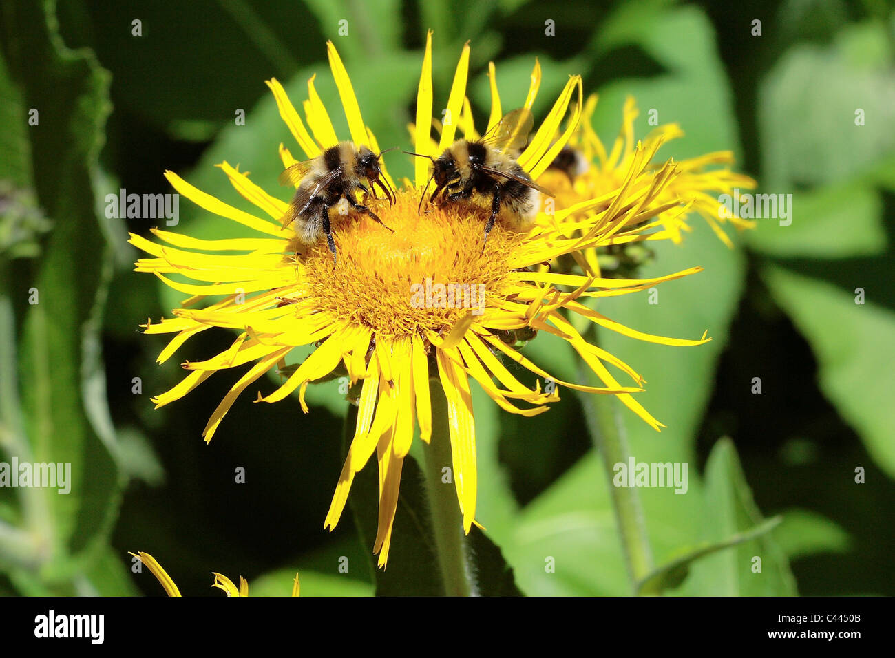 Bees gathering nectar Stock Photo - Alamy