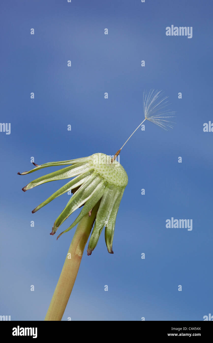 Close-up of a dandelion with a single floret Stock Photo - Alamy
