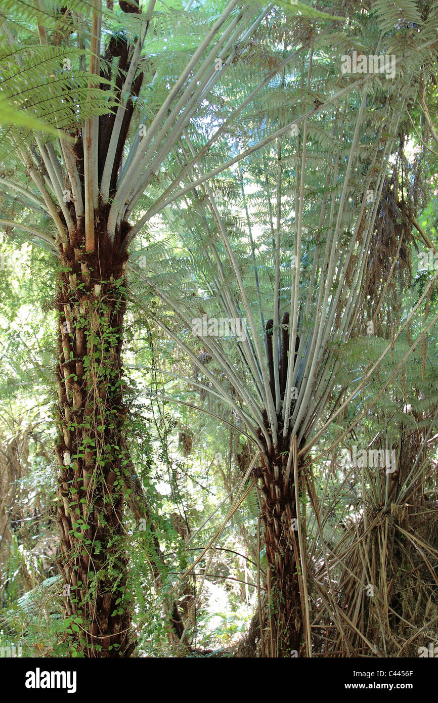 New Zealand Ponga Silver Tree fern Cyathea dealbata Stock Photo - Alamy