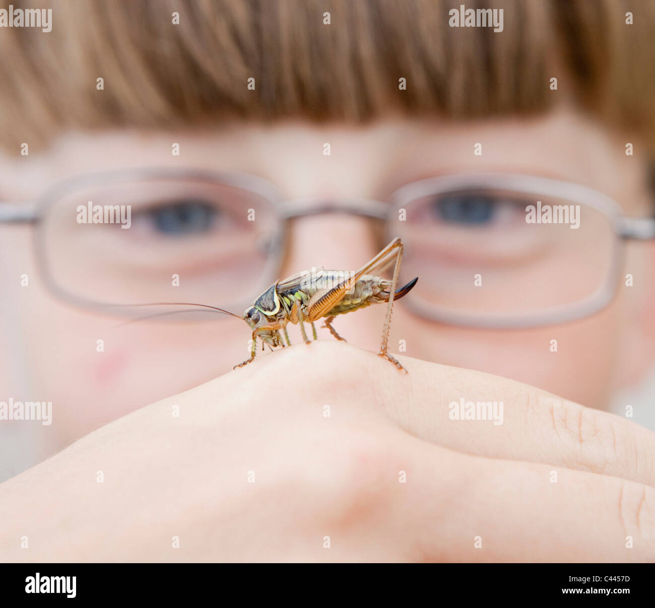 Cricket insect hi-res stock photography and images - Alamy