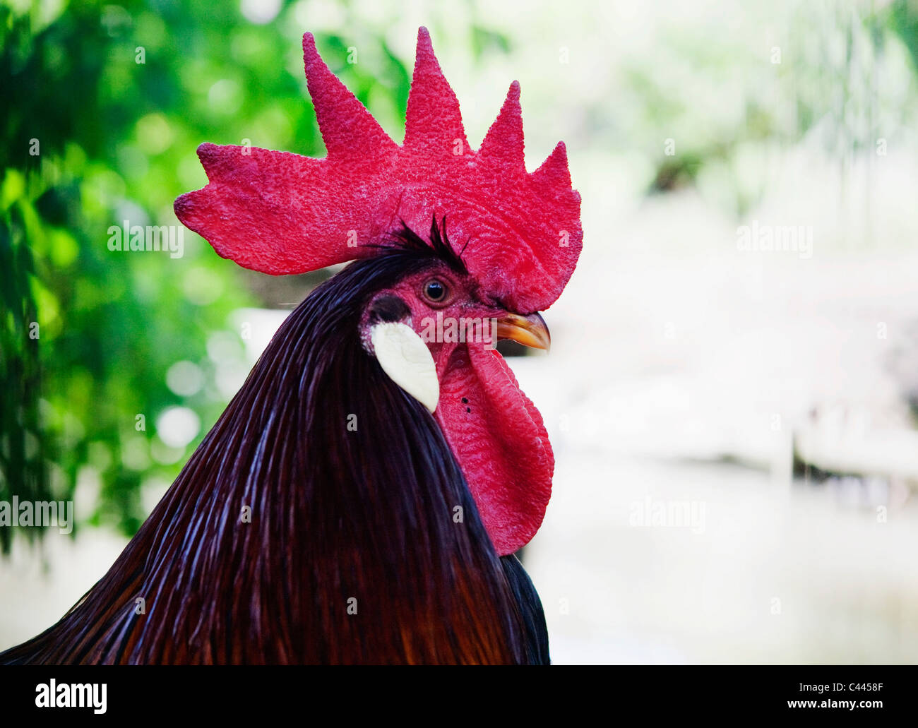 Rooster hi-res stock photography and images - Alamy