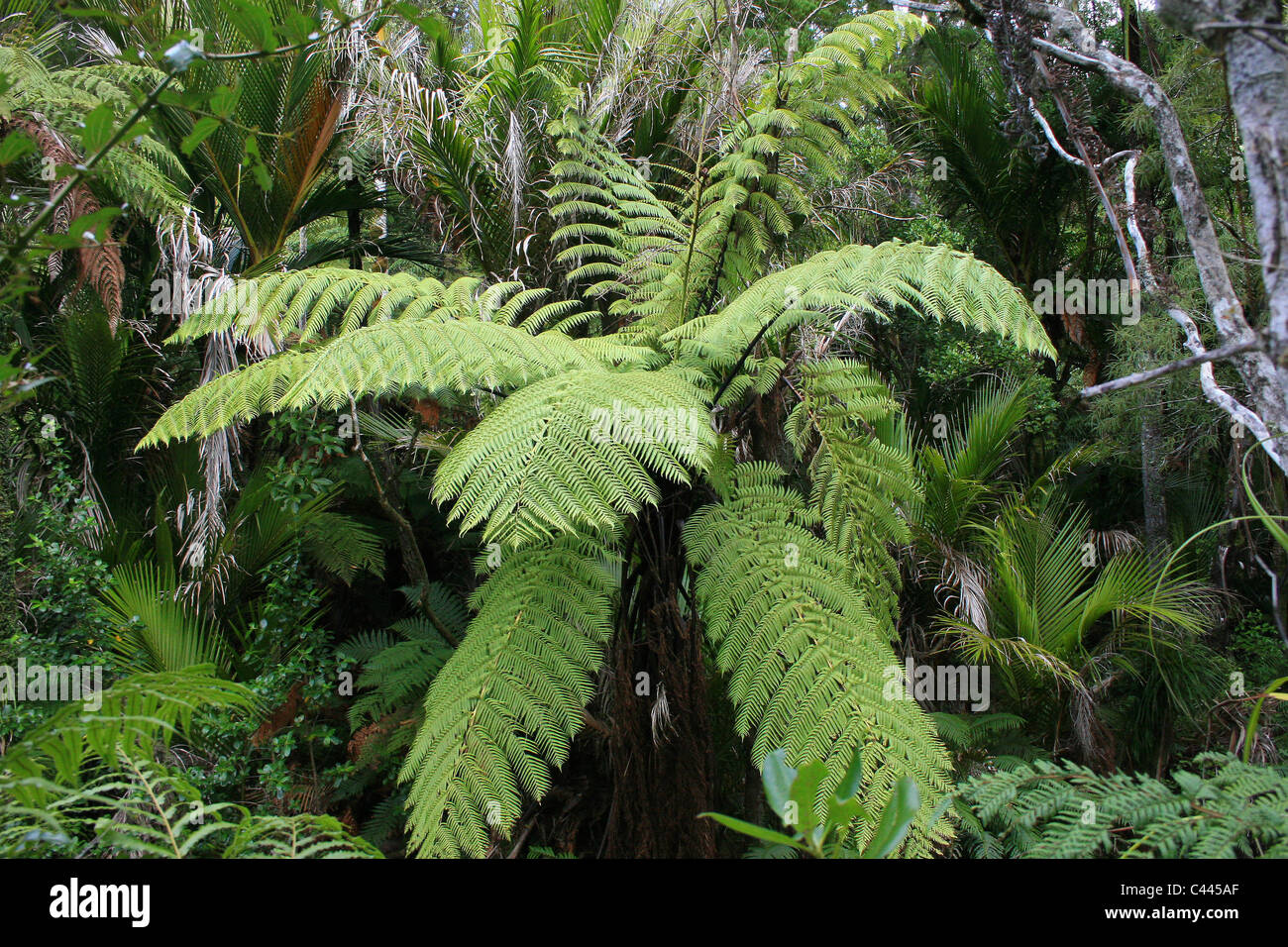 Mamaku hi-res stock photography and images - Alamy