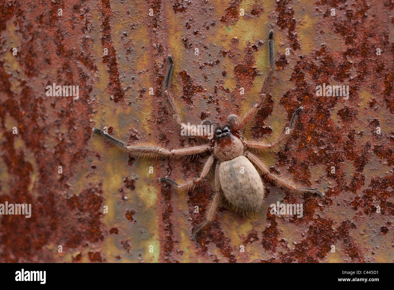 An orb spider on a rusty surface Stock Photo - Alamy