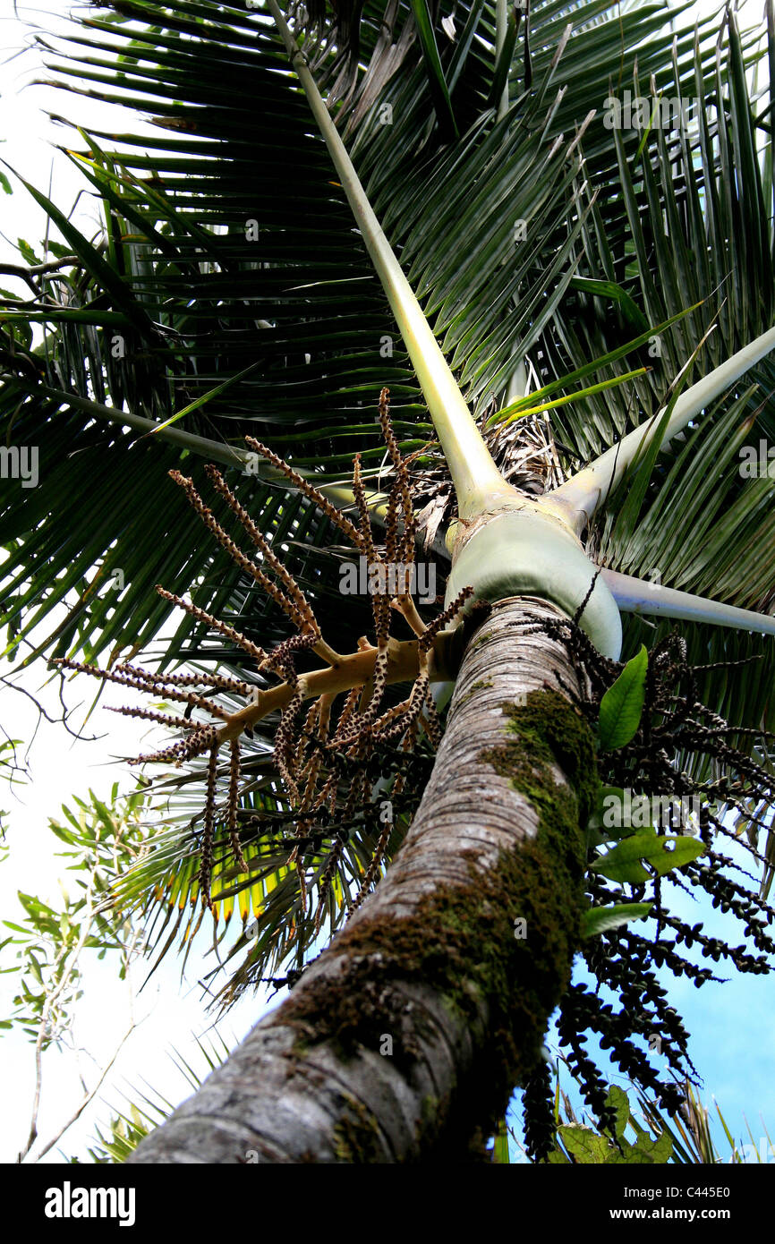 Nikau tree hi-res stock photography and images - Alamy