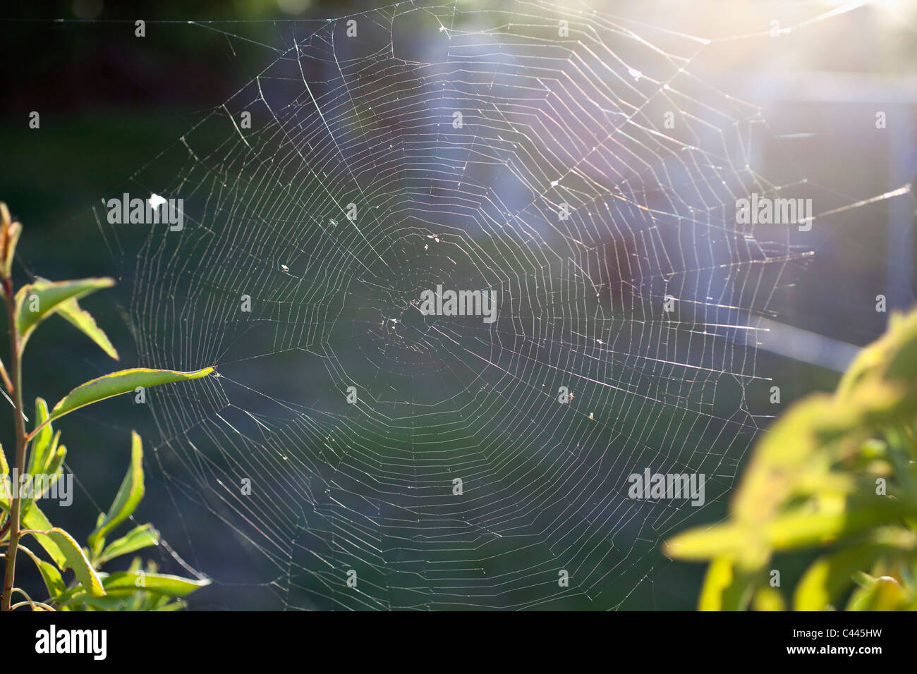 A spider web Stock Photo - Alamy