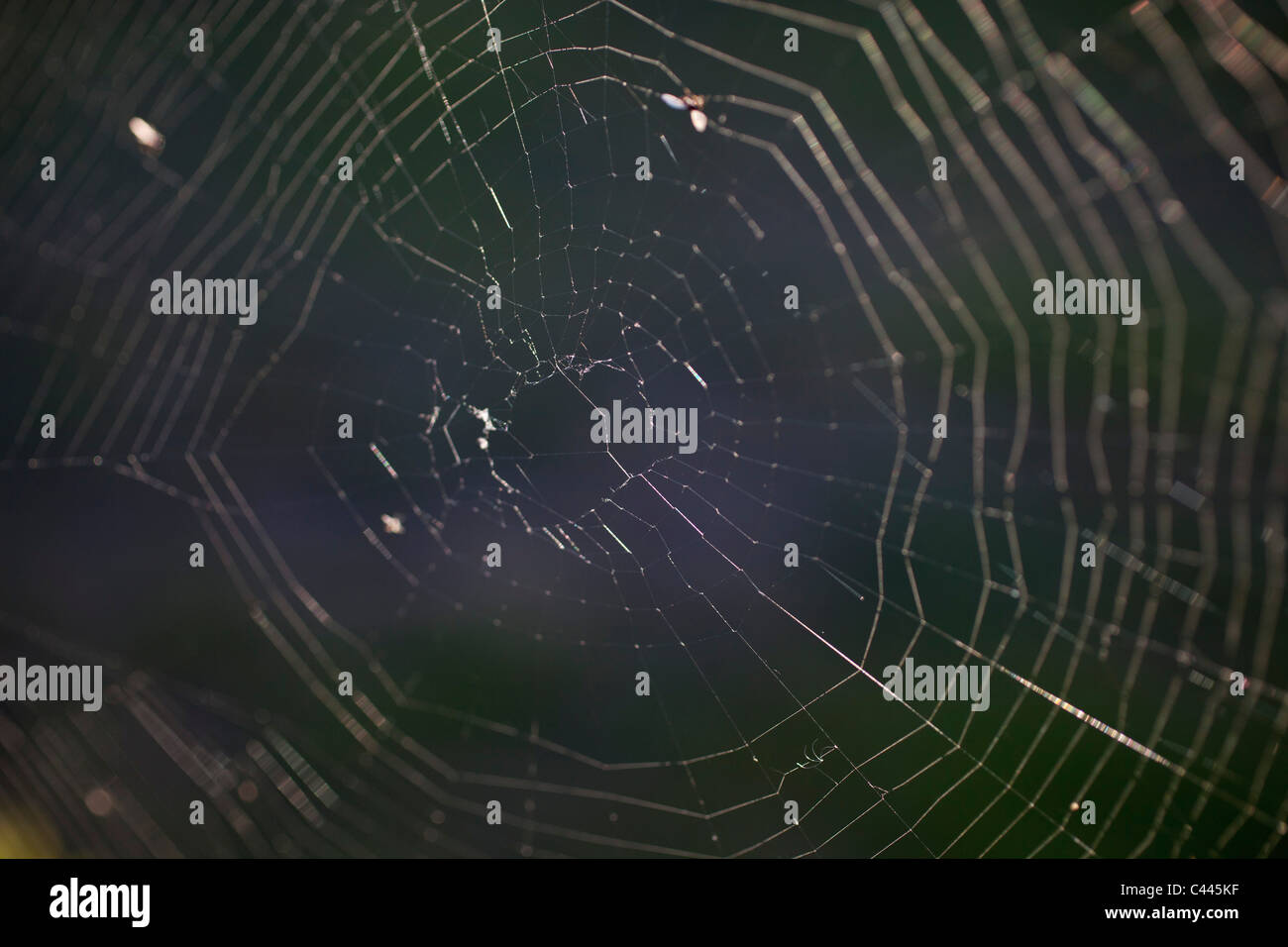 A spider web Stock Photo - Alamy