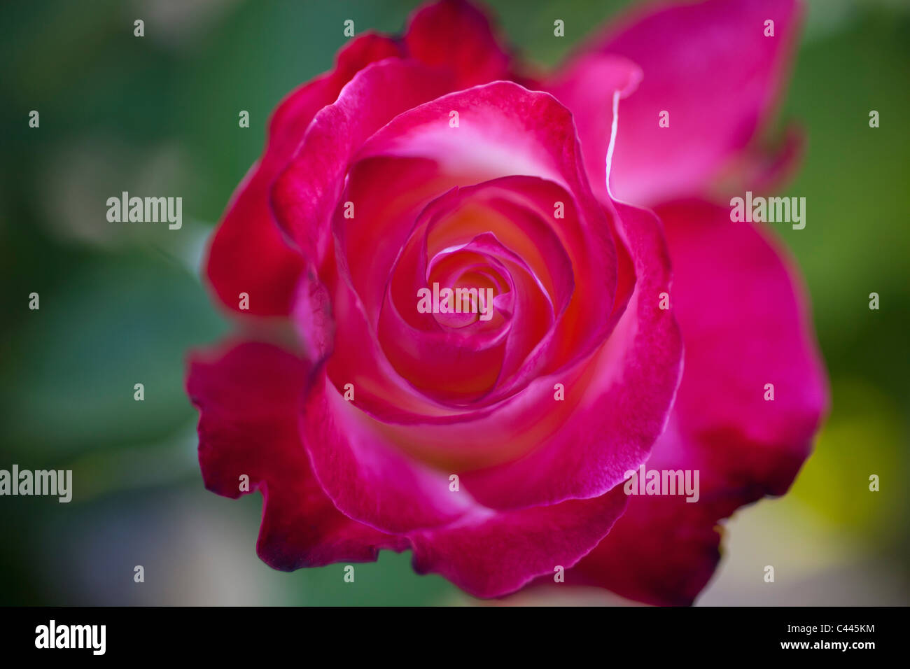 A prink rose Stock Photo - Alamy