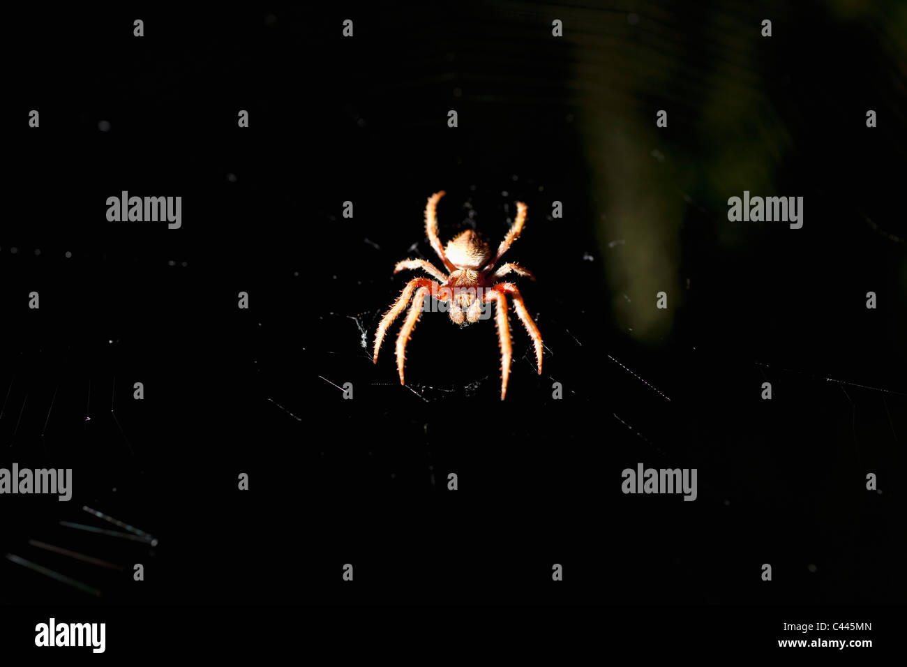 An orb spider in a web at night Stock Photo - Alamy