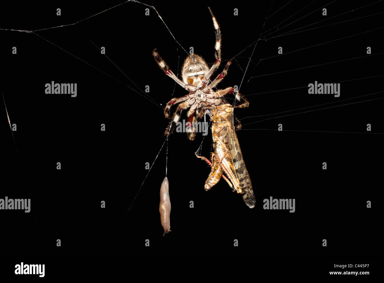 An orb spider in a web with a moth at night Stock Photo - Alamy