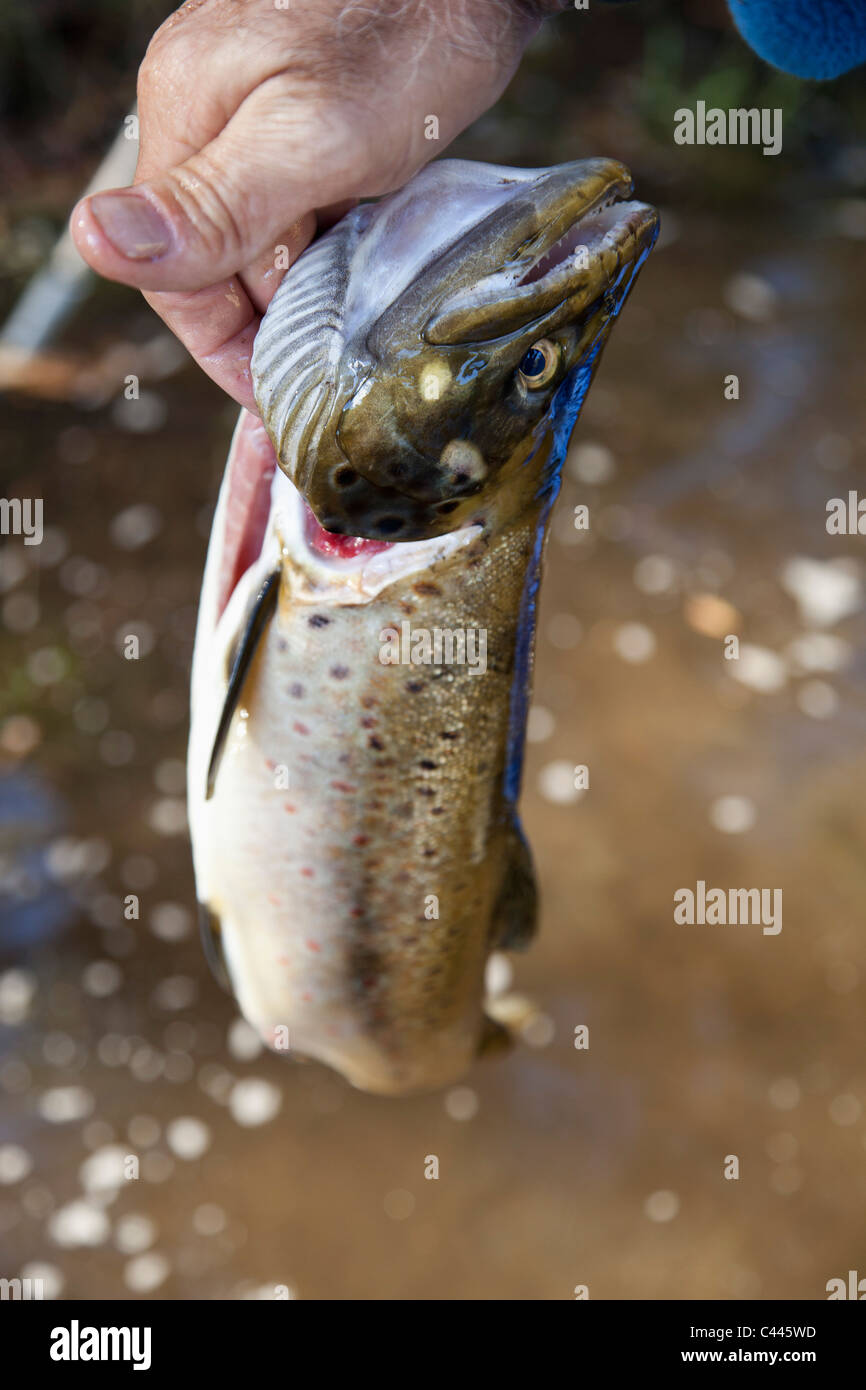 Detail of a man holding a fish Stock Photo - Alamy