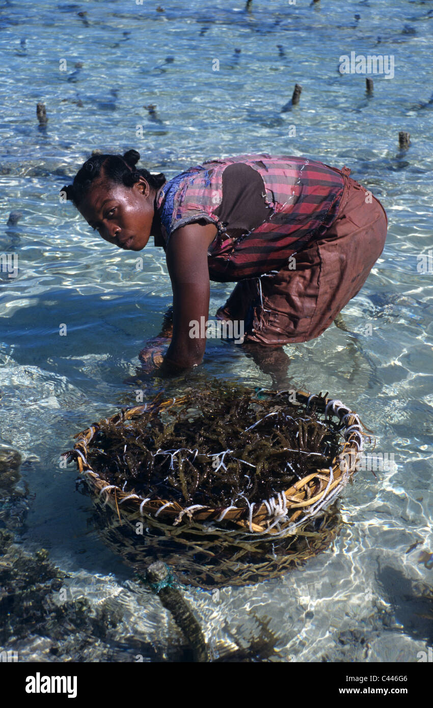 Seaweed Farmer Dressed in Ragged Clothes Planting in Seaweed Farm with ...