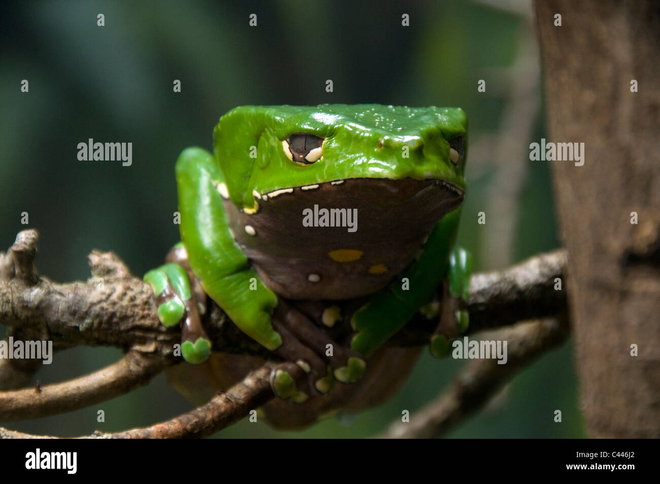 Giant monkey frog or giant waxy frog hi-res stock photography and ...