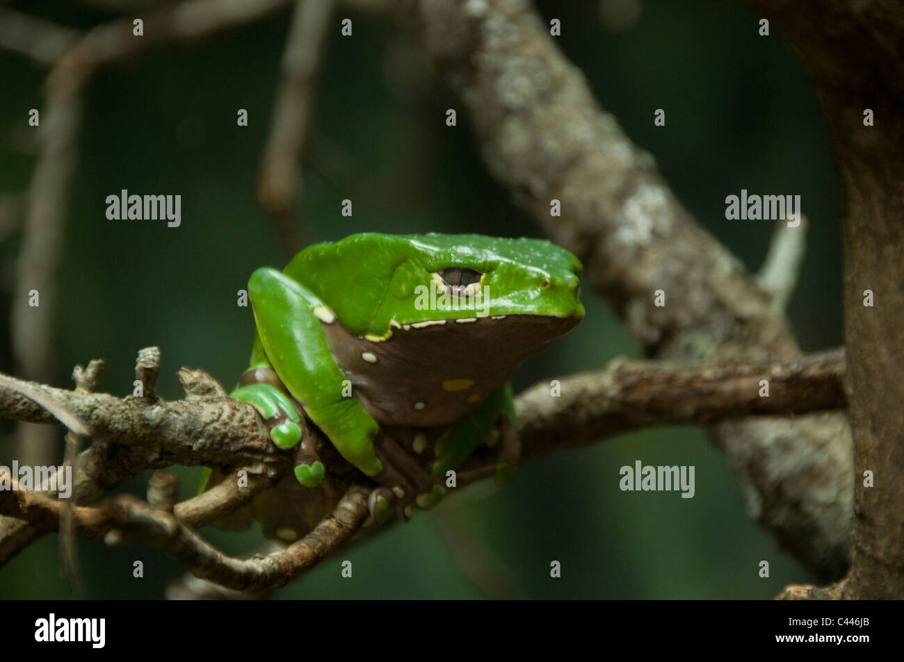 Giant waxy monkey frog, phyllomedusa sp., frog, green, animal, one ...
