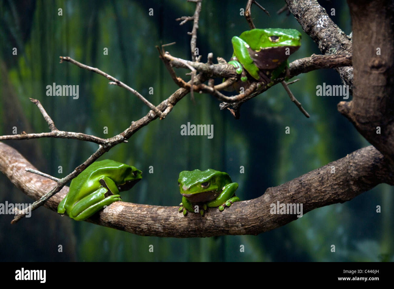 Giant waxy monkey frog, phyllomedusa sp., frog, green, animal, three ...