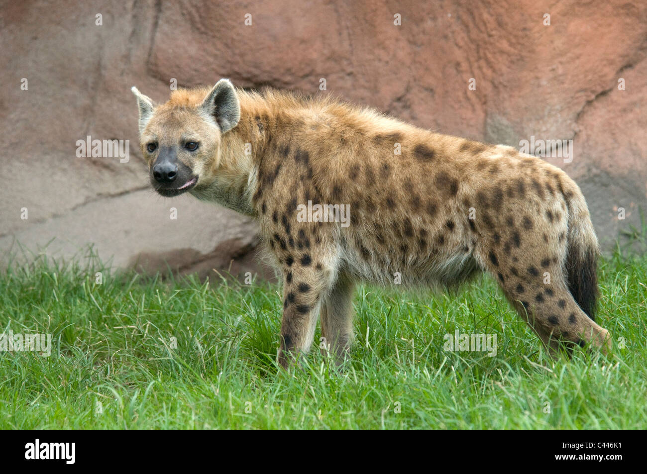 spotted hyena, crocuta crocuta, hyena, animal, portrait, zoo, Miami ...