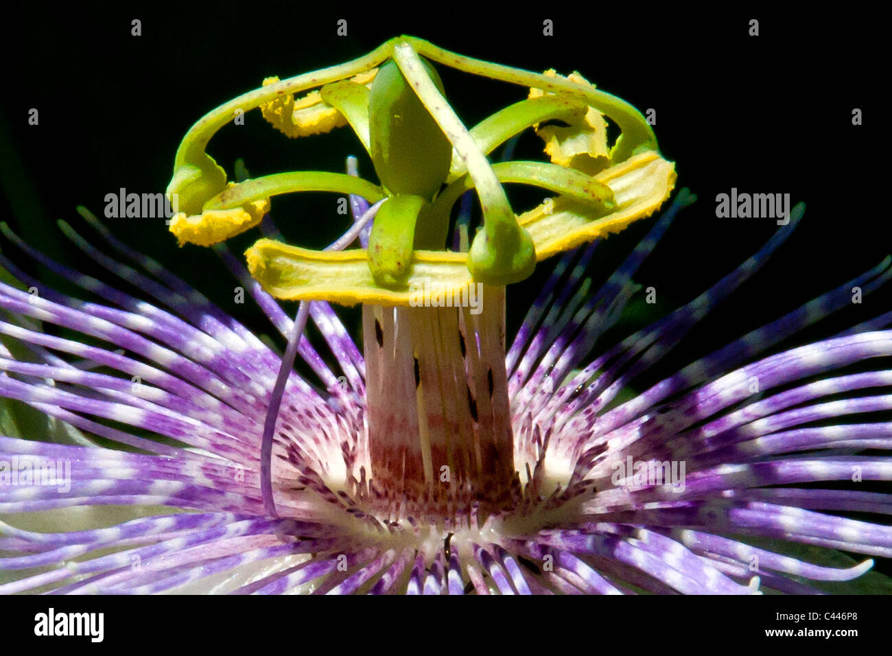 passion flower, passiflora genus, Trade winds Park, Florida, North ...