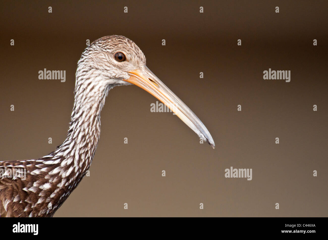 limpkin, aramus guarauna, Florida, USA, North America, bird, portrait ...