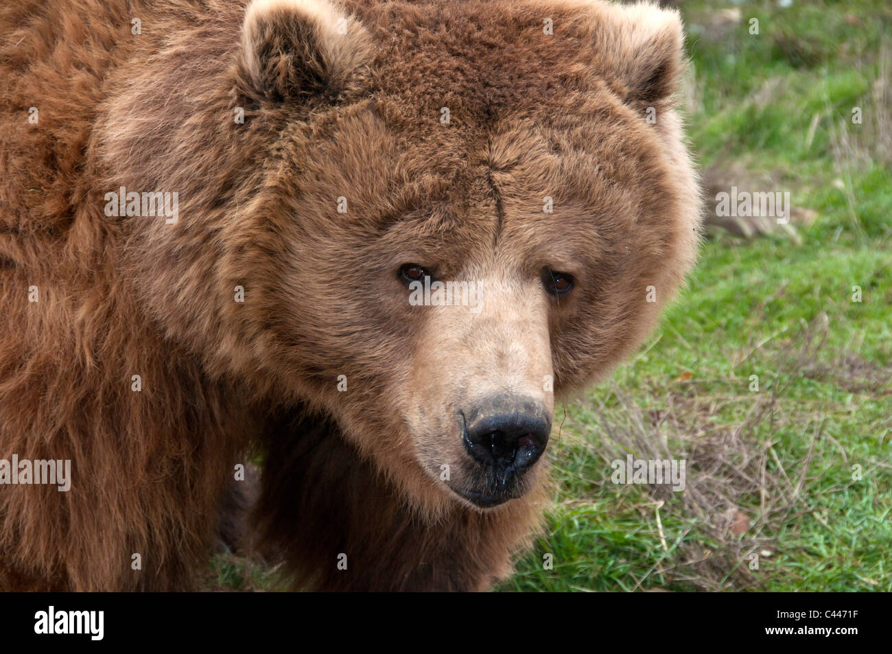 grizzly, ursus arctos, bear, portrait, head, close-up, animal Stock Photo - Alamy