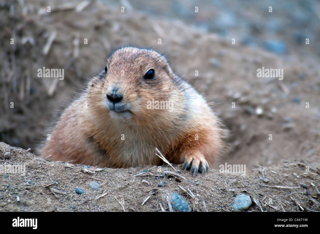 black-tailed prairie dog, cynomys ludovicianus, prairie dog, animal ...